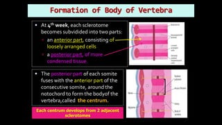 Embryology and Development of Spinal Dysraphism and Tethered Spinal ...