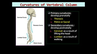 Embryology and Development of Spinal Dysraphism and Tethered Spinal ...