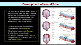 Embryology and Development of Spinal Dysraphism and Tethered Spinal ...
