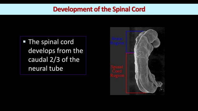 Embryology and Development of Spinal Dysraphism and Tethered Spinal ...