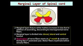 Embryology and Development of Spinal Dysraphism and Tethered Spinal ...
