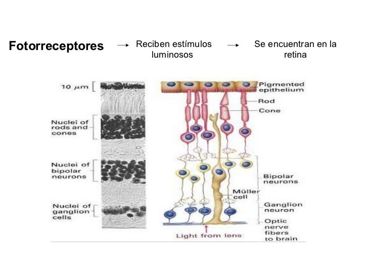 receptores nerviosos(3)