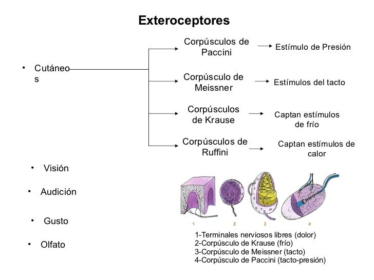 Exterorreceptores Ejemplos