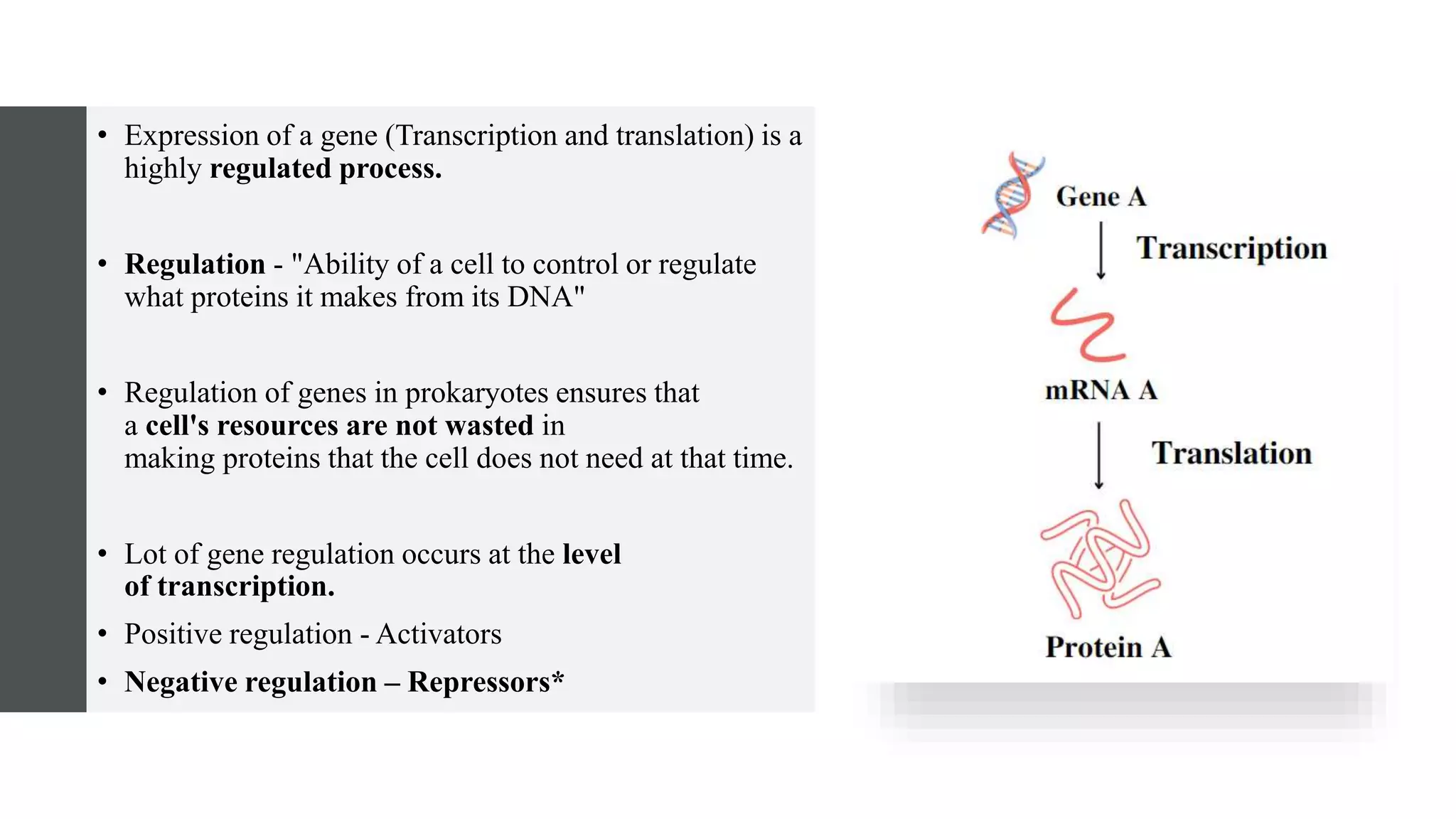 Negative control of transcription | PPT