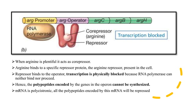 Negative control of transcription | PPT