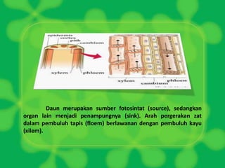 81546802 jaringan-pengangkut-floem | PPTX