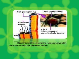 81546802 jaringan-pengangkut-floem | PPTX