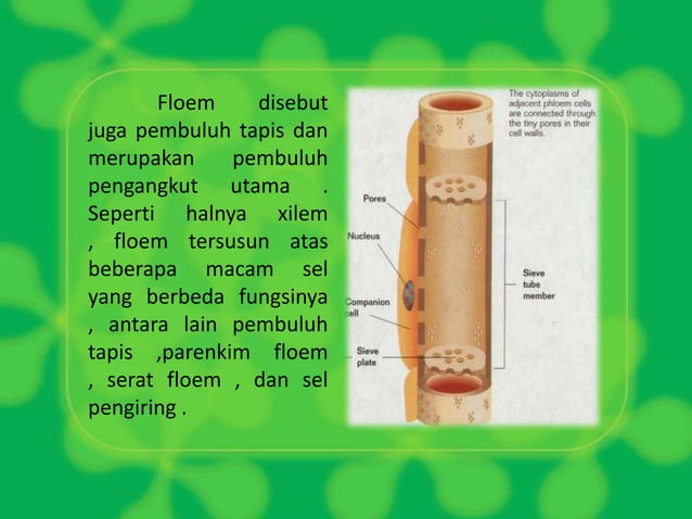 81546802 jaringan-pengangkut-floem | PPTX