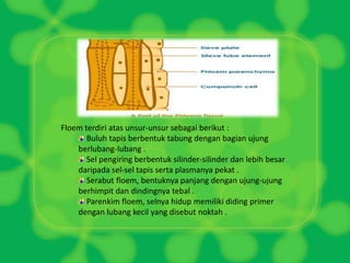 81546802 jaringan-pengangkut-floem | PPTX