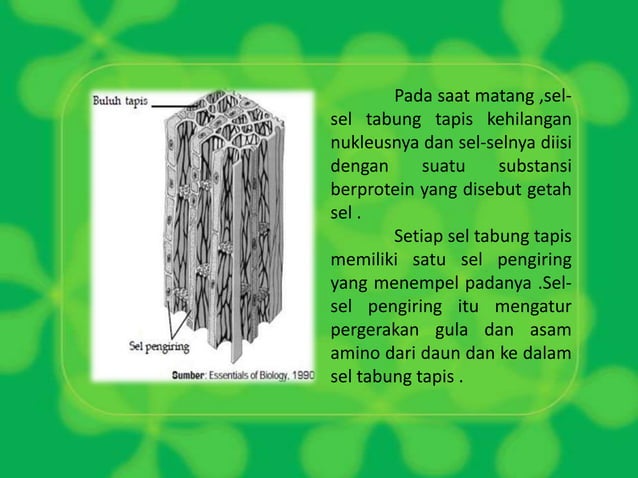 81546802 jaringan-pengangkut-floem | PPTX