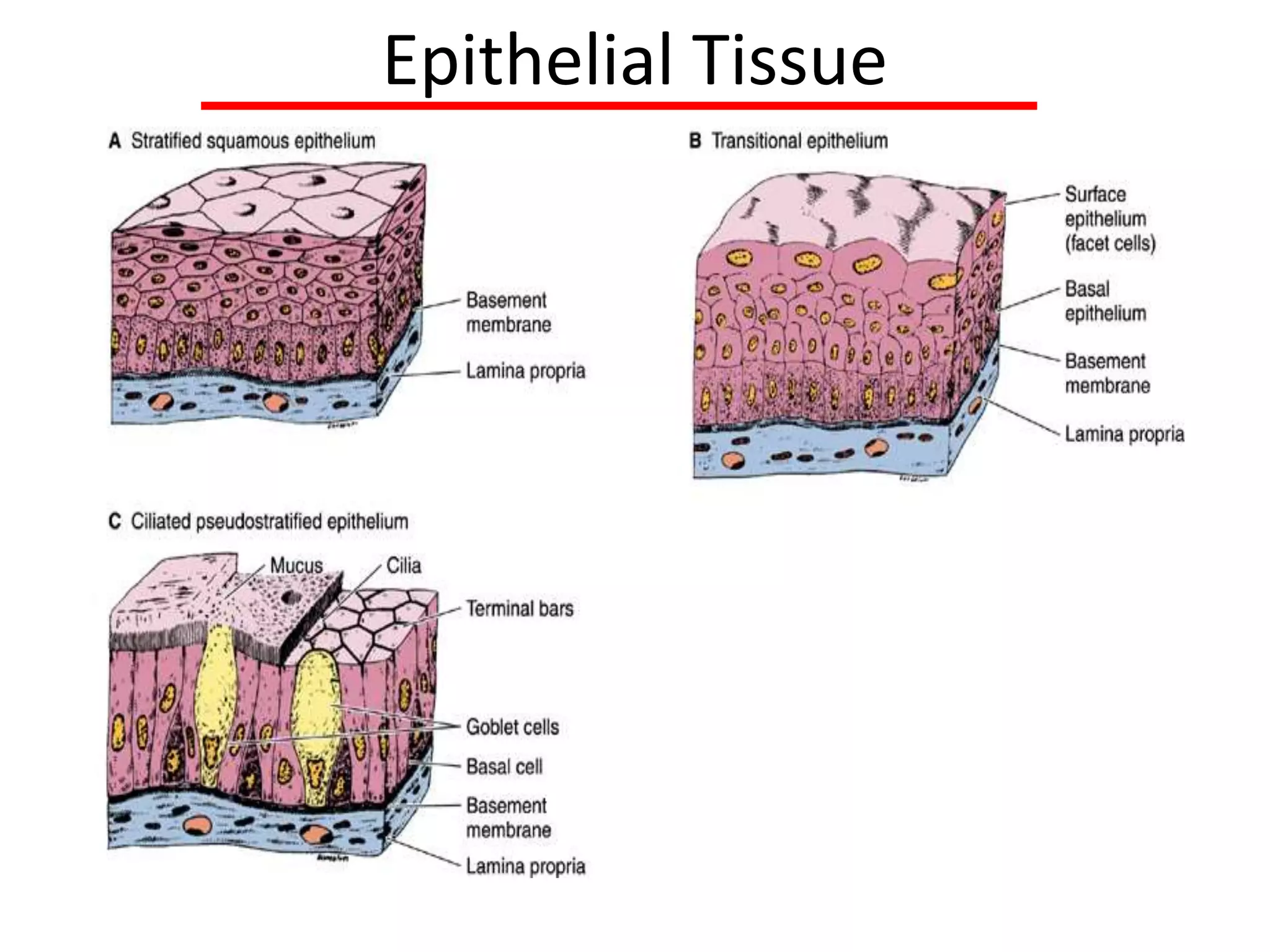 815_Simple-epithelium.ppt