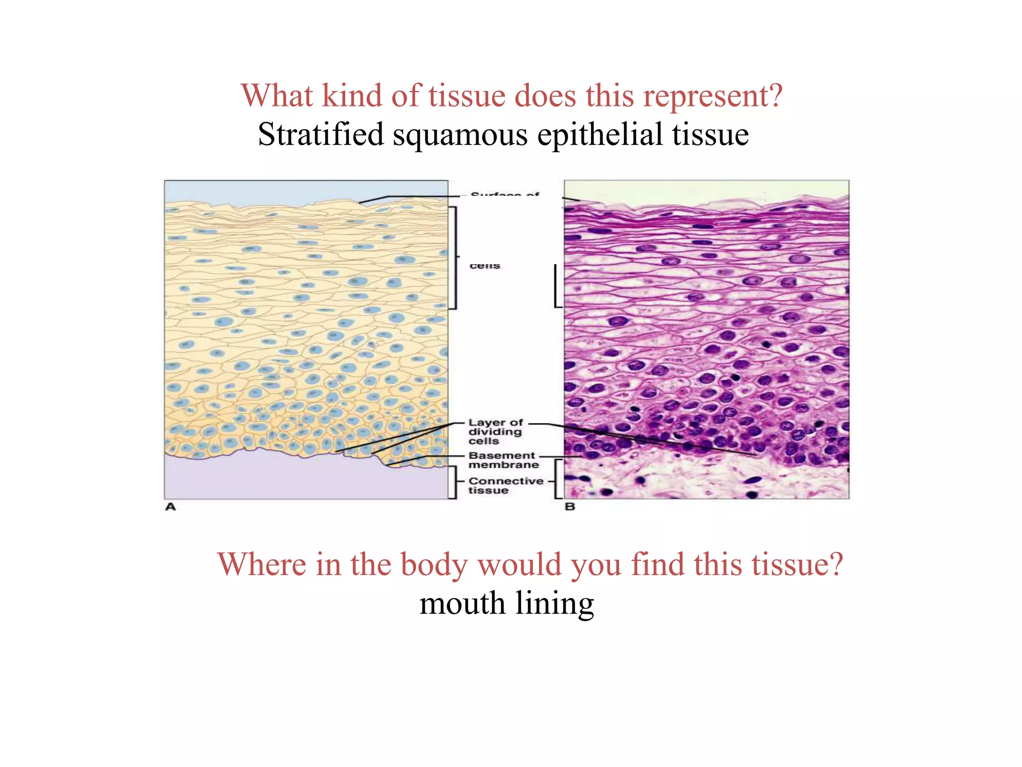 815_Simple-epithelium.ppt