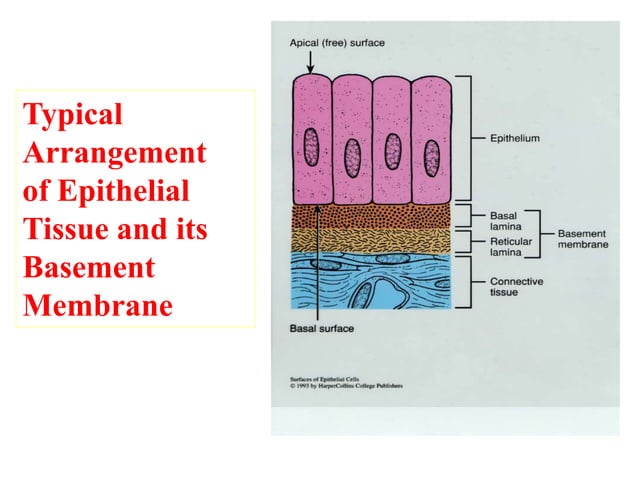 815_Simple-epithelium.ppt