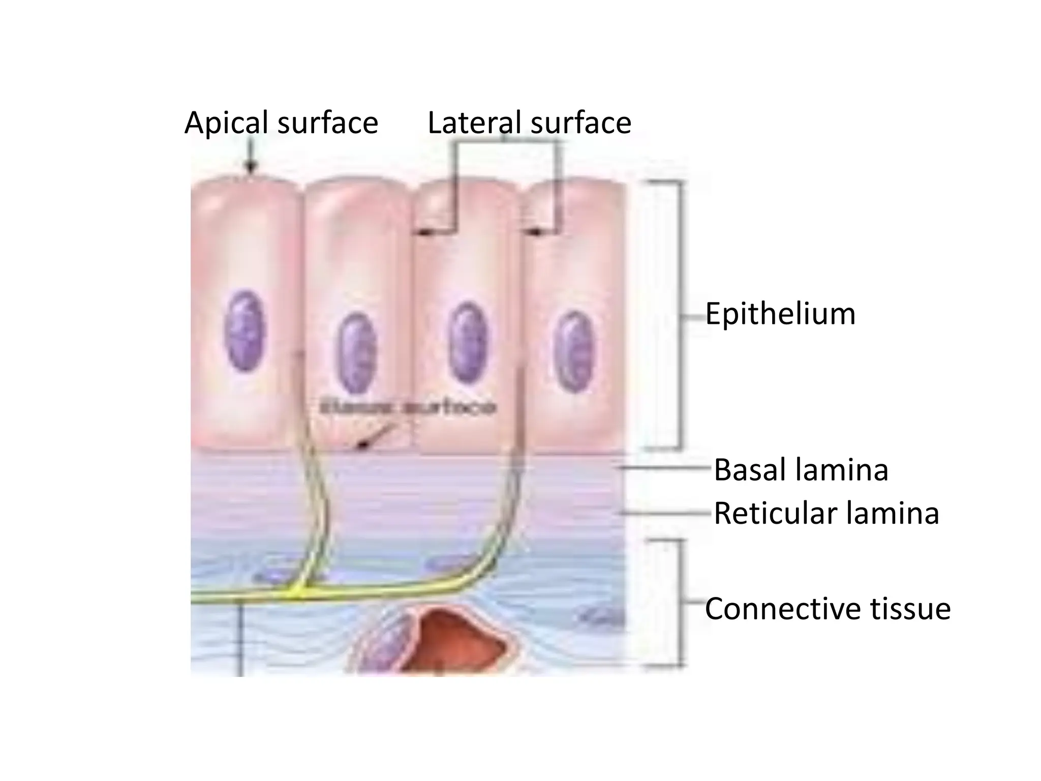 815_Simple-epithelium.ppt