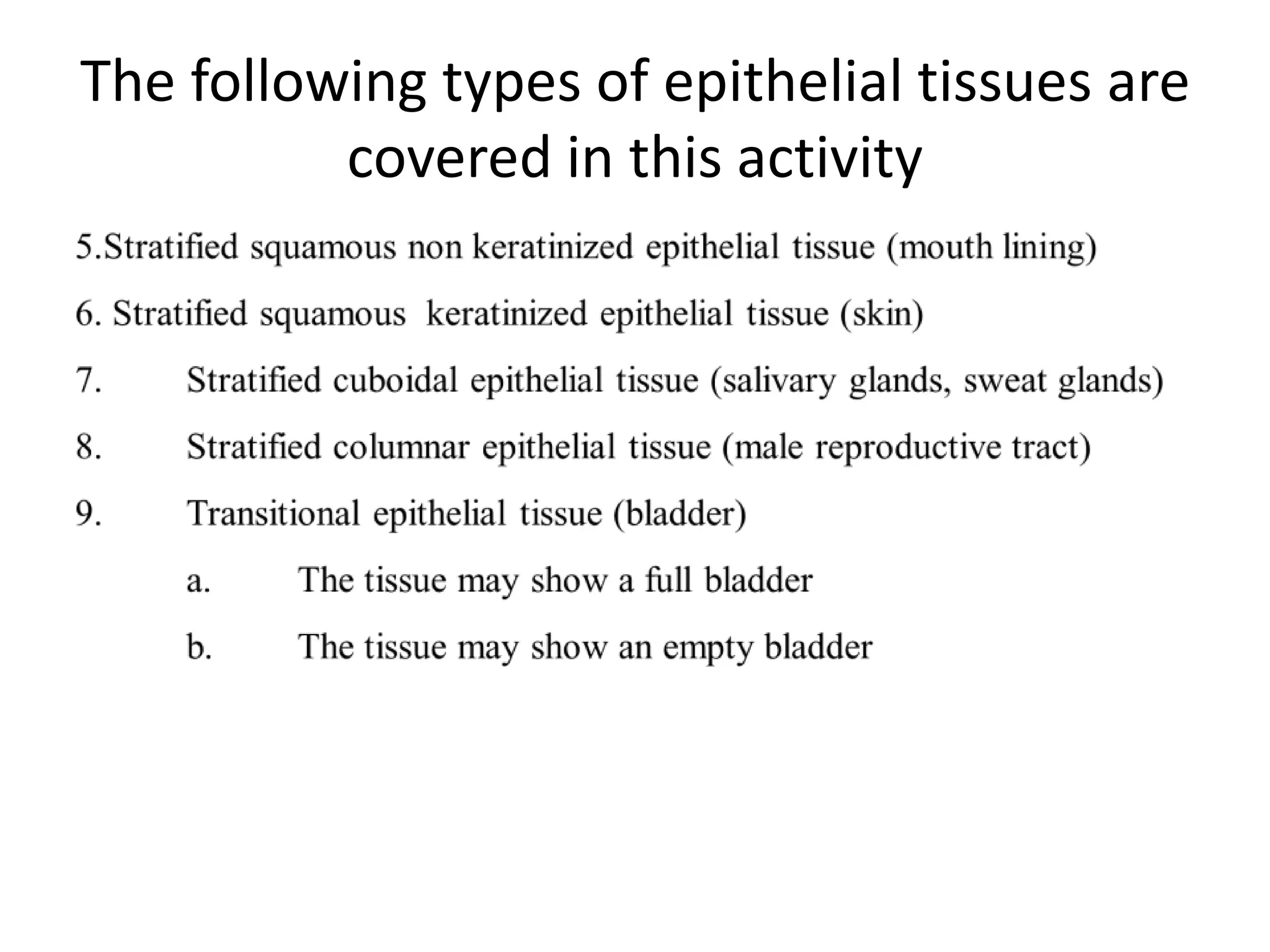 815 Simple Epithelium Ppt