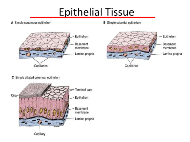 815_Simple-epithelium.ppt | Cancer | Diseases and Conditions