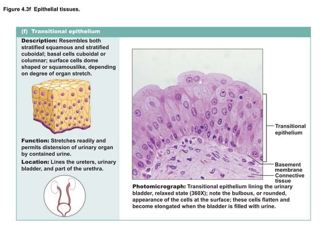 815_Simple-epithelium.ppt | Cancer | Diseases and Conditions