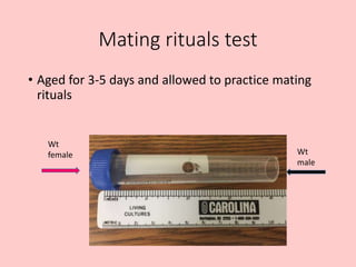 Thesis presentation | PPTX