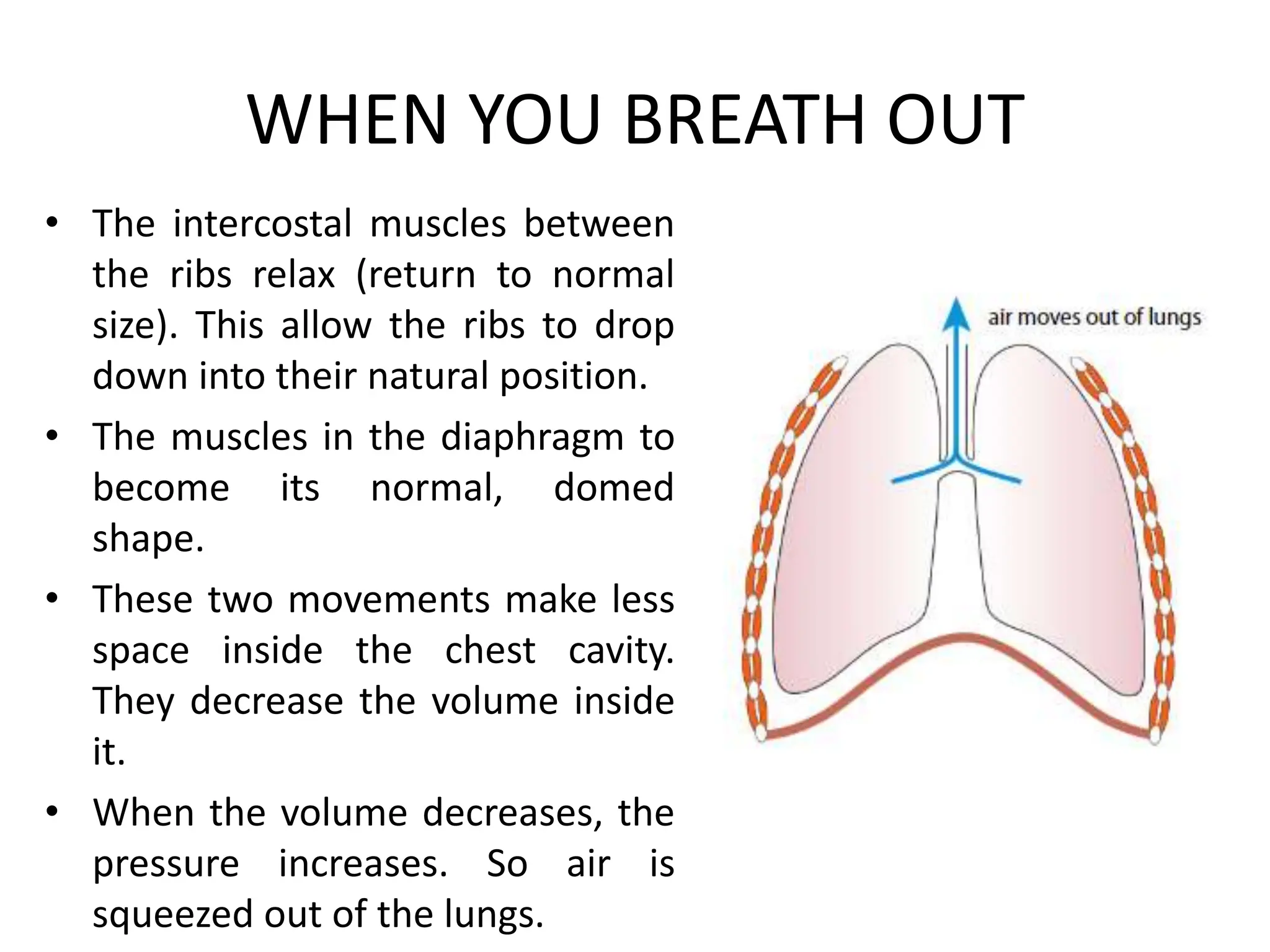 Lower Secondary Science Grade 8 Chapter 1 Respiration.pptx
