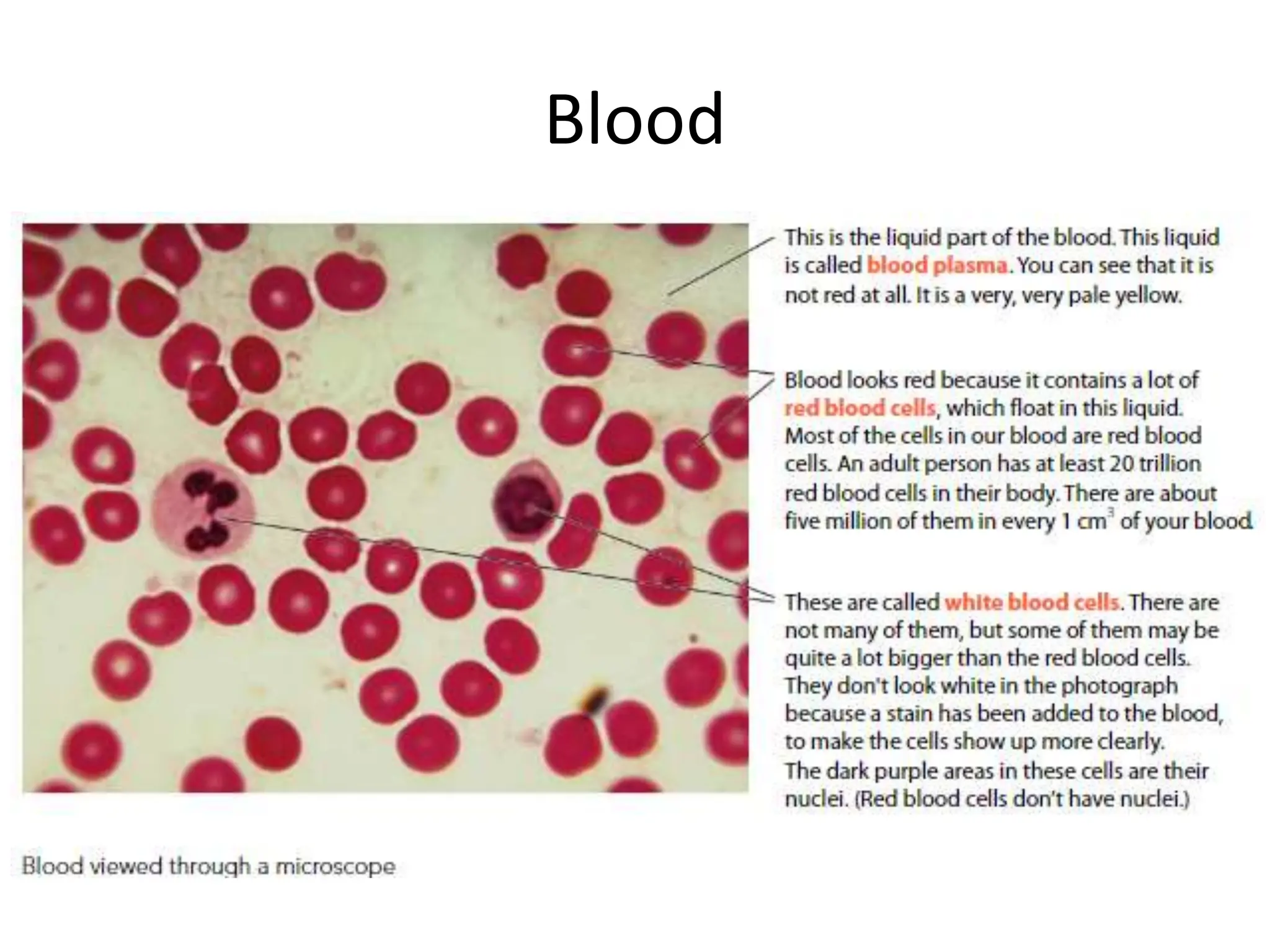 Lower Secondary Science Grade 8 Chapter 1 Respiration.pptx