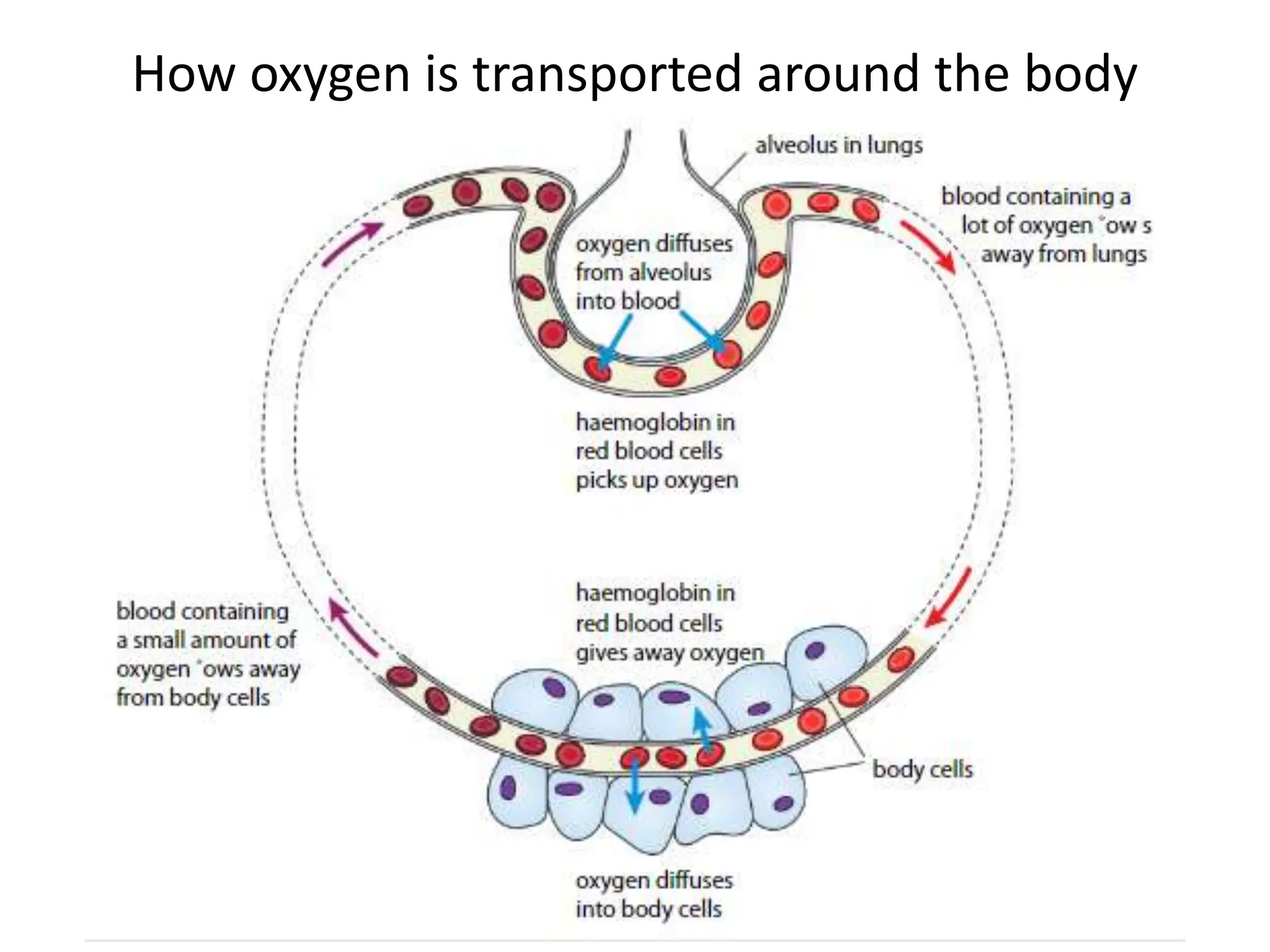 Lower Secondary Science Grade 8 Chapter 1 Respiration.pptx