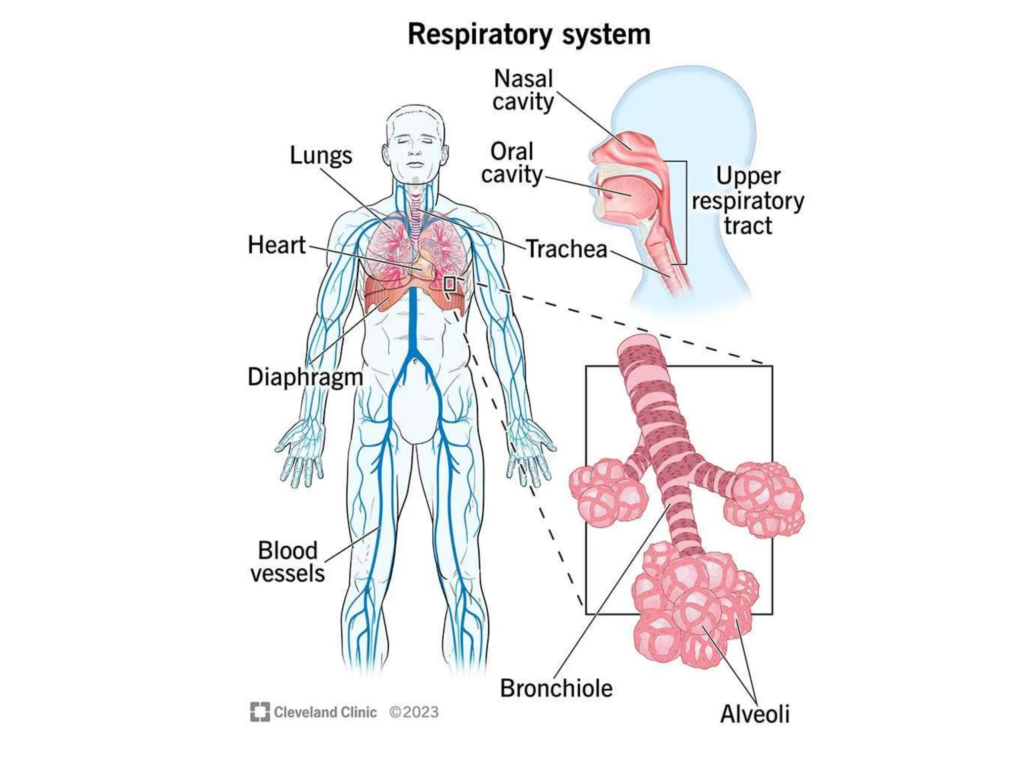 Lower Secondary Science Grade 8 Chapter 1 Respiration.pptx