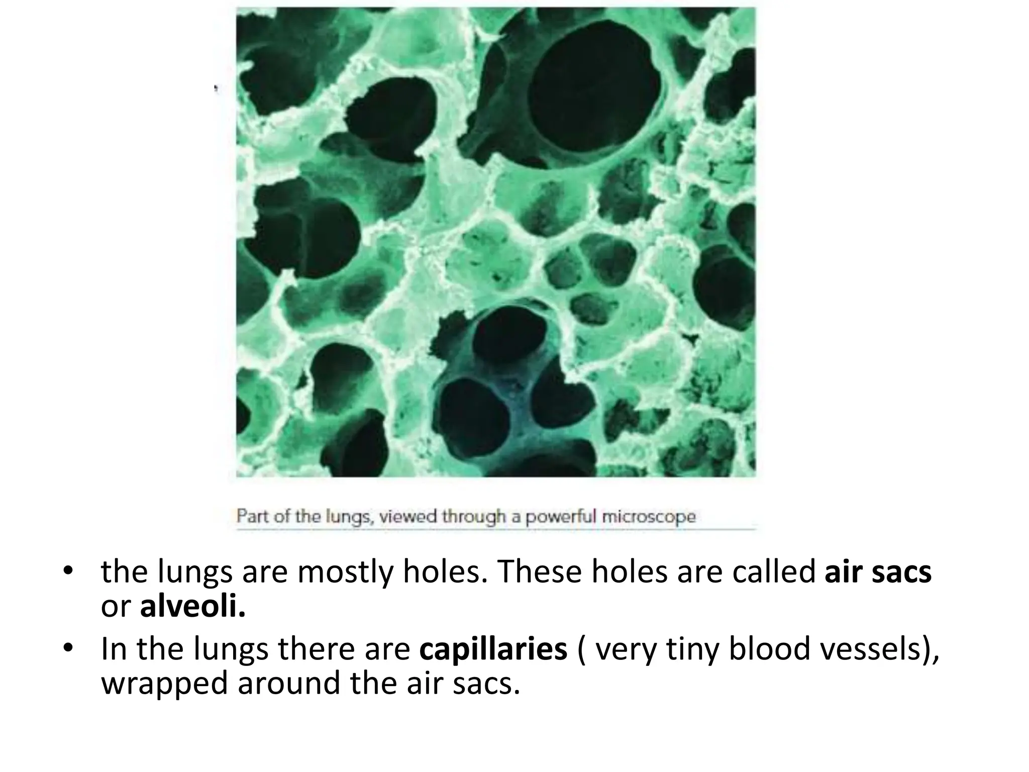 Lower Secondary Science Grade 8 Chapter 1 Respiration.pptx