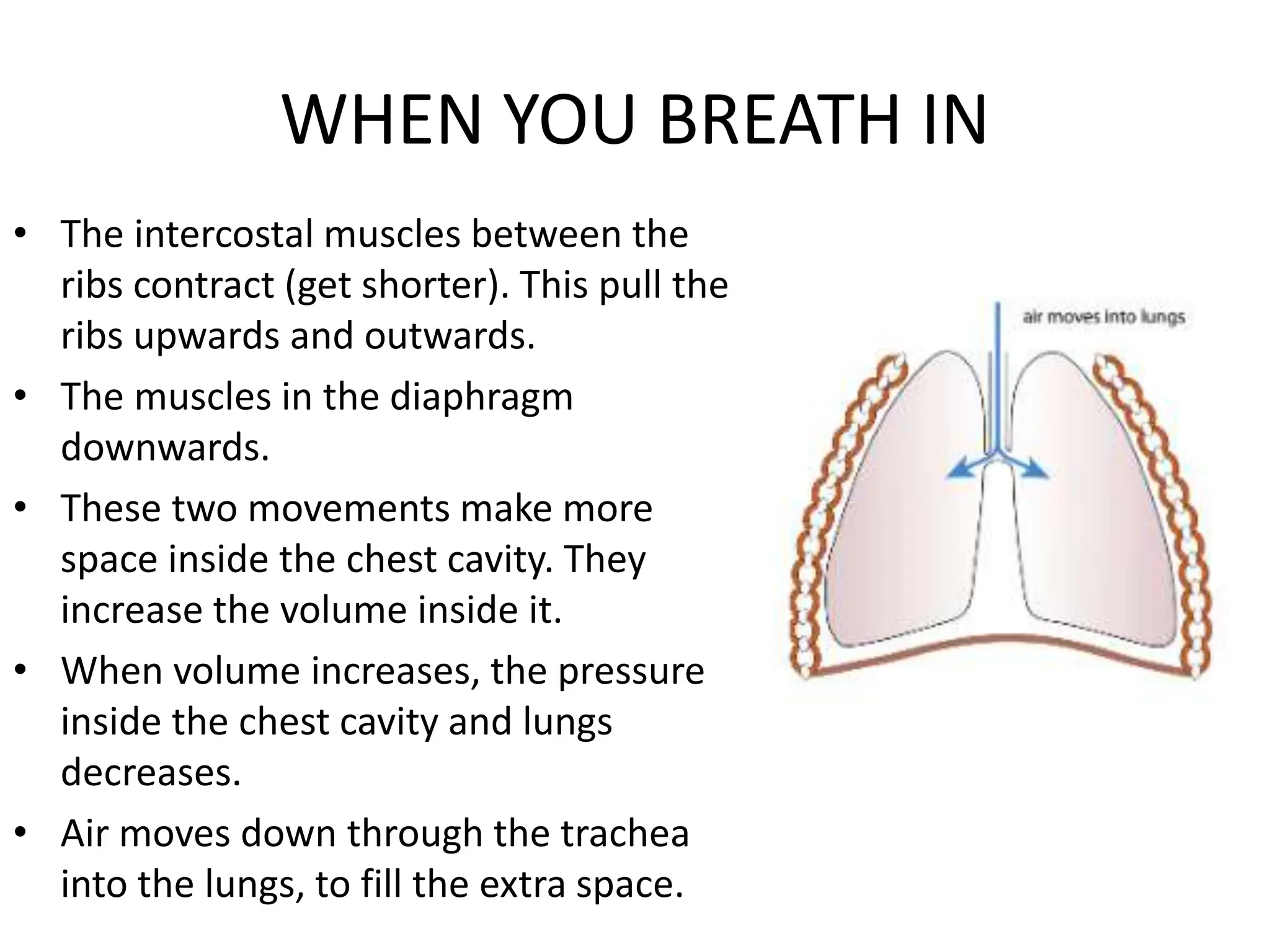 Lower Secondary Science Grade 8 Chapter 1 Respiration.pptx