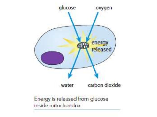 Lower Secondary Science Grade 8 Chapter 1 Respiration.pptx | Lung and ...