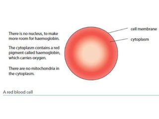 Lower Secondary Science Grade 8 Chapter 1 Respiration.pptx