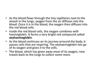 Lower Secondary Science Grade 8 Chapter 1 Respiration.pptx