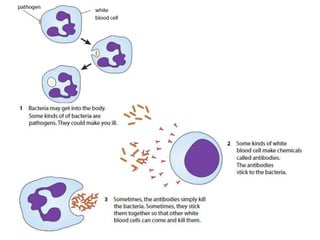 Lower Secondary Science Grade 8 Chapter 1 Respiration.pptx