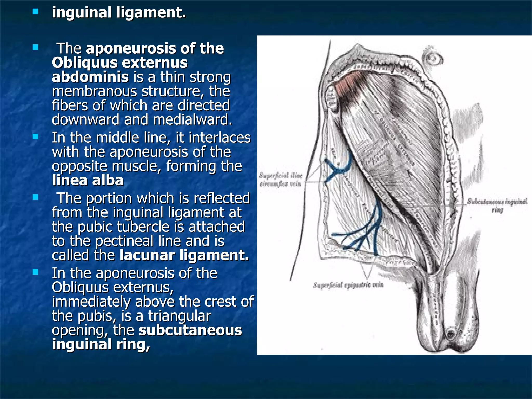 823946 abdominal-anatomy | PPT