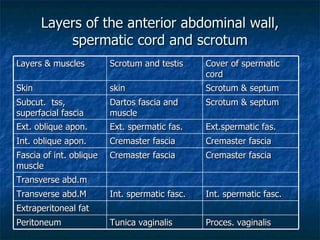 823946 abdominal-anatomy | PPT