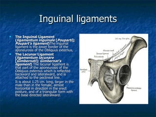 823946 abdominal-anatomy | PPT