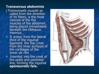 823946 abdominal-anatomy | PPT