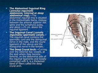 823946 abdominal-anatomy | PPT