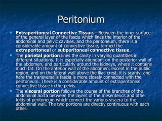 823946 abdominal-anatomy | PPT