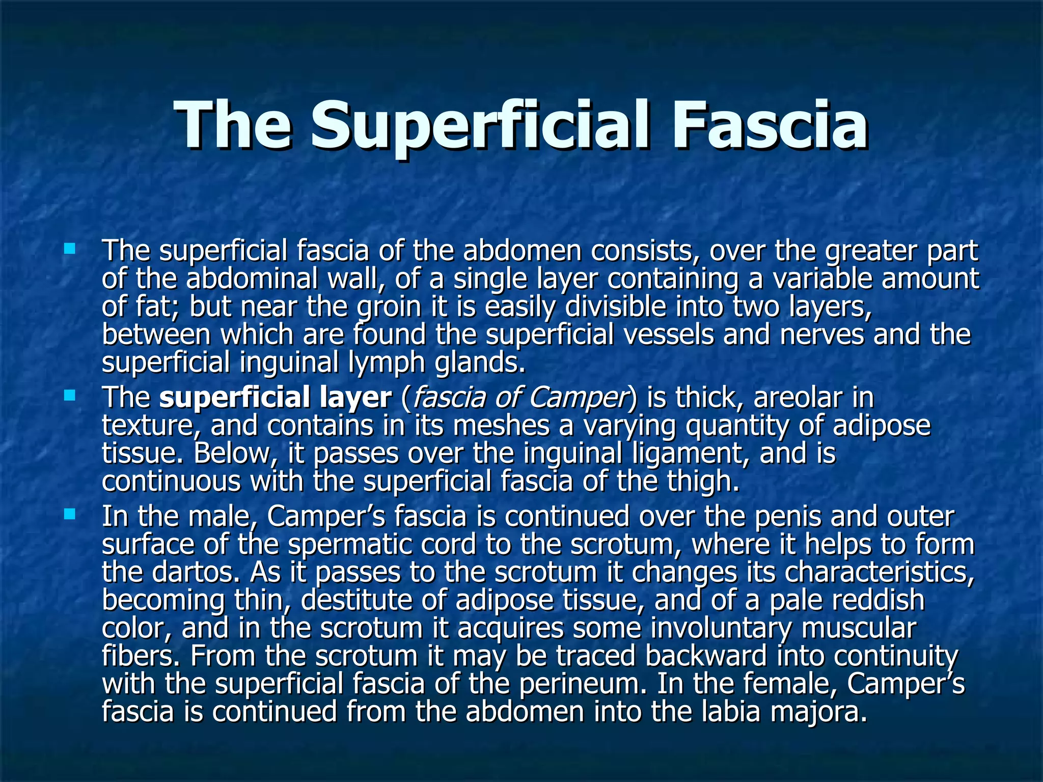 823946 abdominal-anatomy | PPT