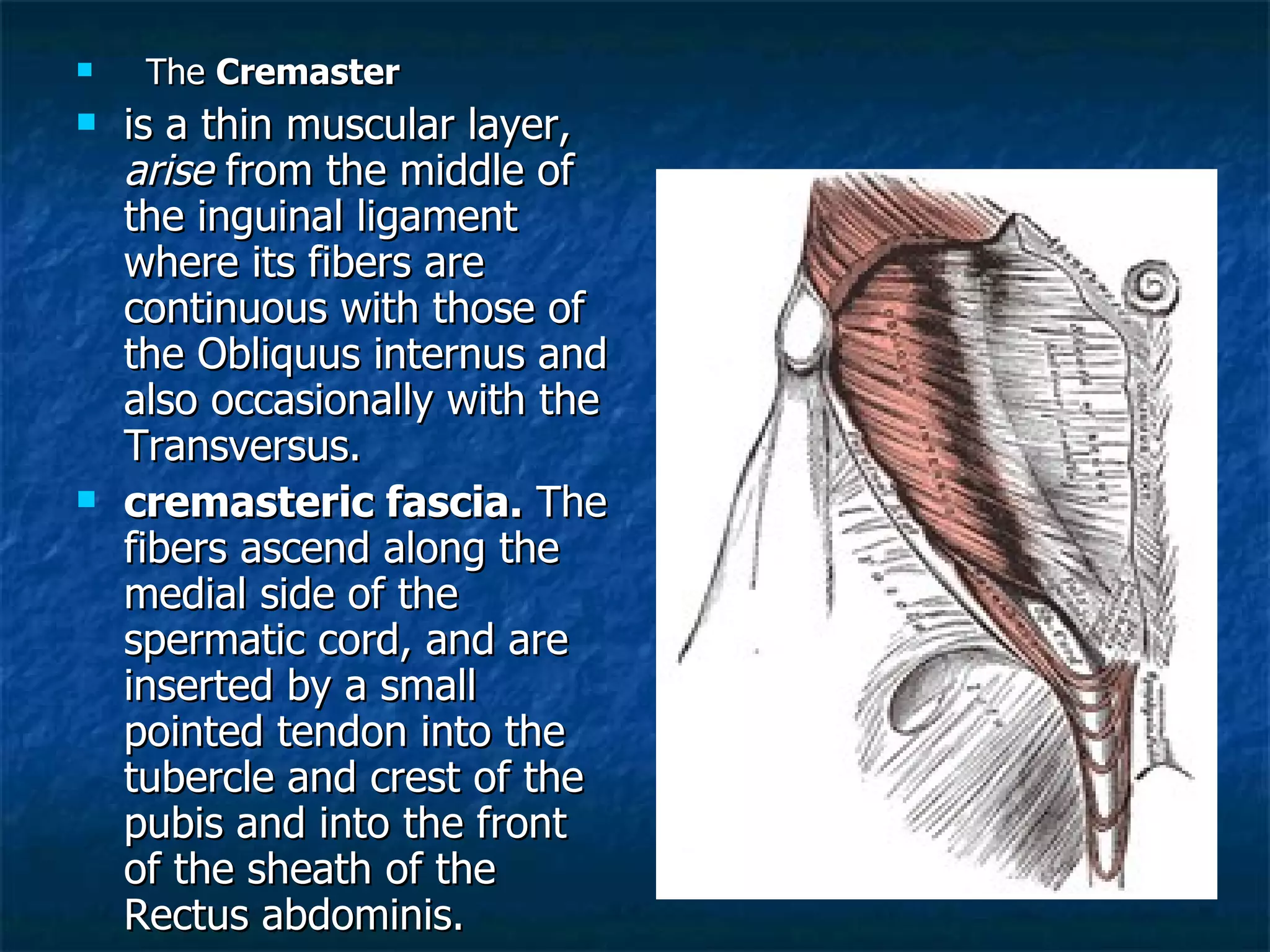 823946 abdominal-anatomy | PPT