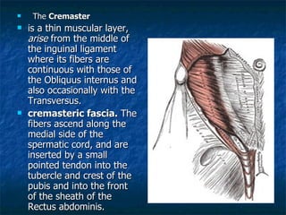 823946 abdominal-anatomy | PPT