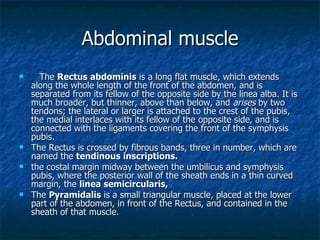 823946 abdominal-anatomy | PPT