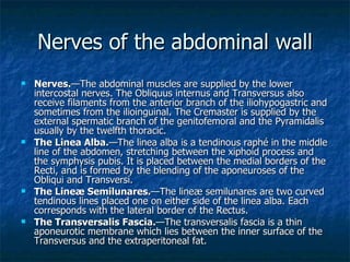 823946 abdominal-anatomy | PPT