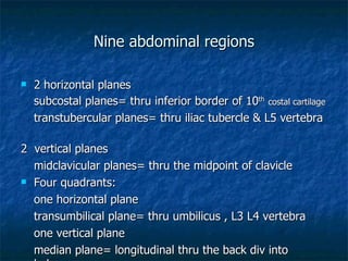 823946 abdominal-anatomy | PPT