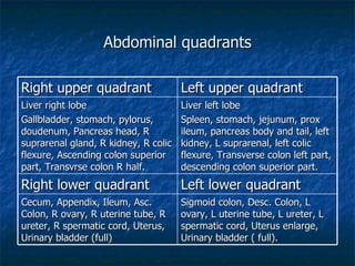 823946 abdominal-anatomy | PPT