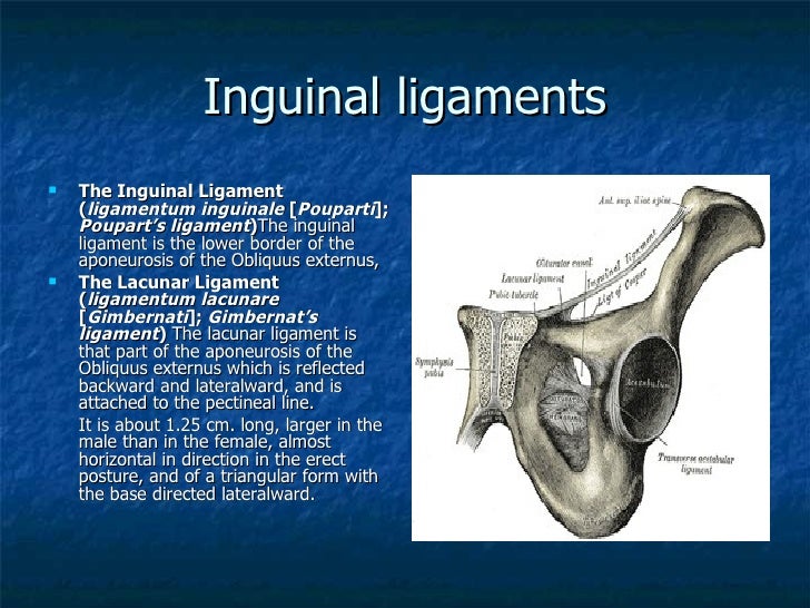 823946 abdominal-anatomy
