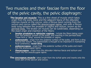 823952 pelvis | PPT