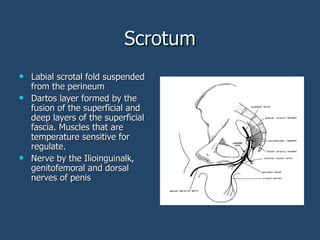 823952 pelvis | PPT