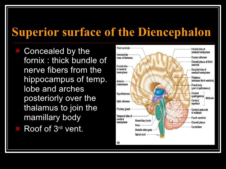 Diencephalon