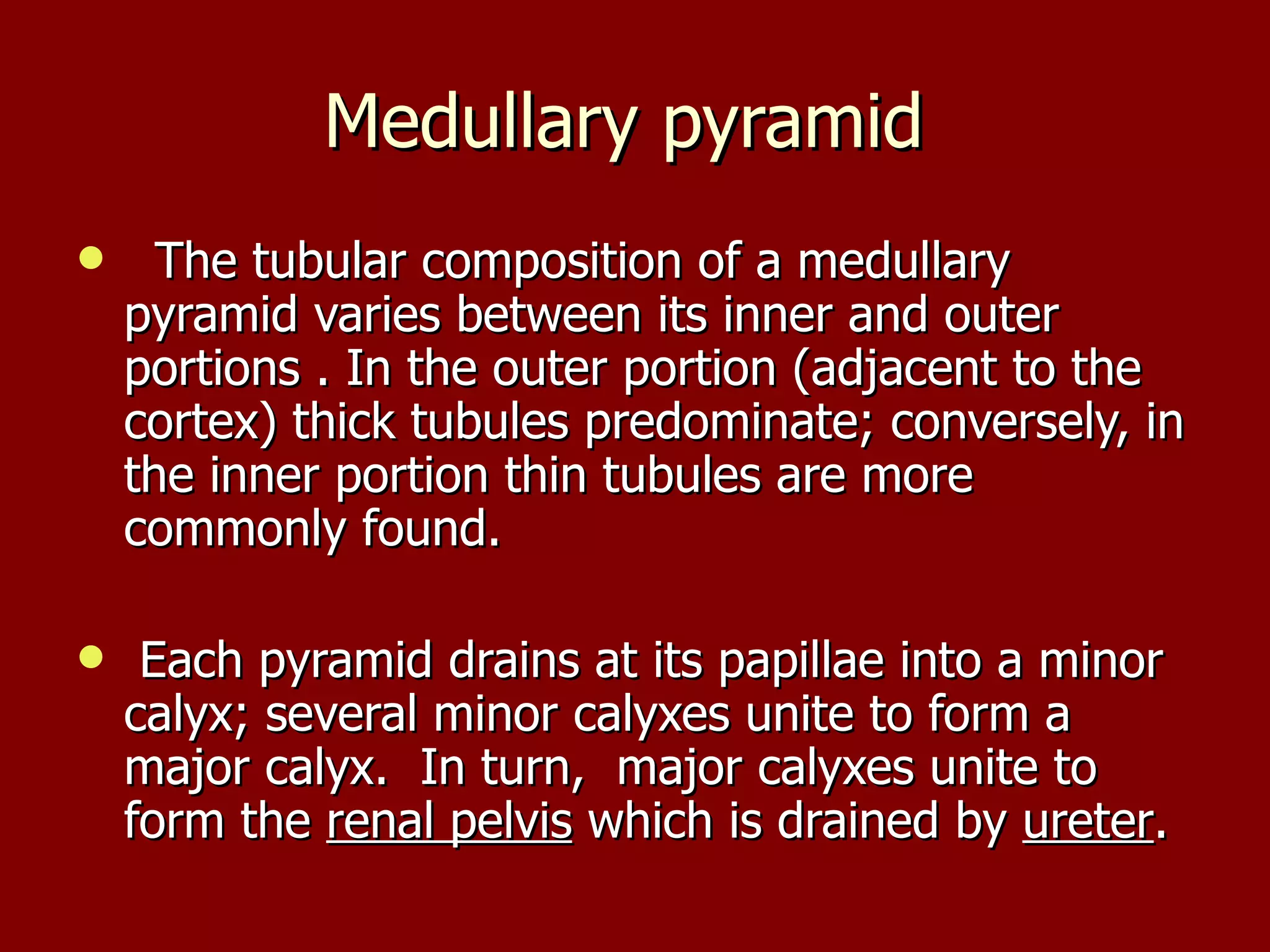 823987 urinary-system | PPT